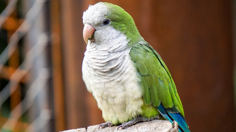 Discover Monk Parakeets: Charming Personalities & Essentials