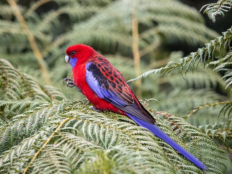Discover the Different Types of Rosellas | The Perruches