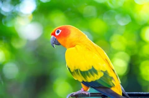 Lovebird Parrot - The pocket parrot | ThePerruches.com