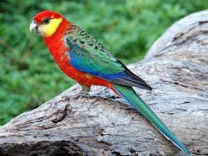 Discover the Different Types of Rosellas | ThePerruches.com
