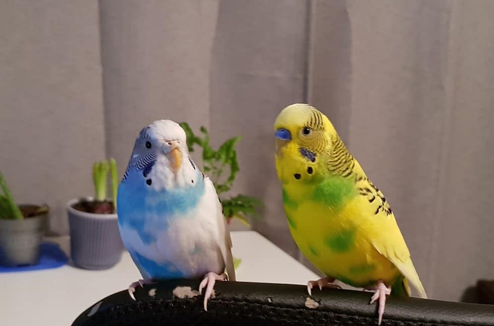 All you need to know about budgies | ThePerruches.com