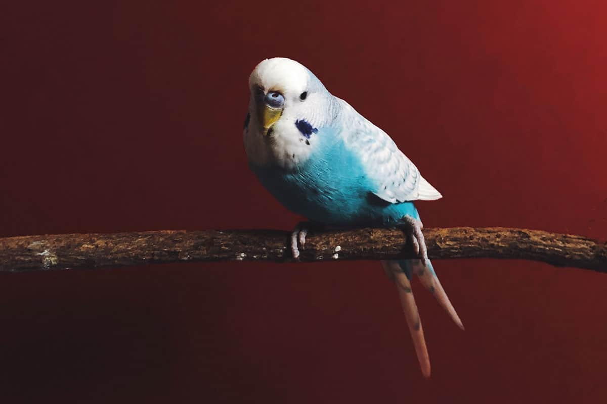 Budgies Revealed: 8 surprising facts you may not knew | ThePerruches.com