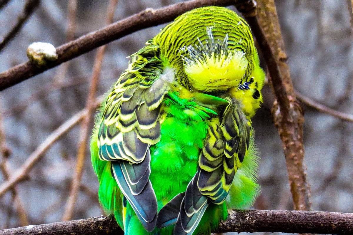 Creating a sleep-friendly environment for your budgie | ThePerruches.com