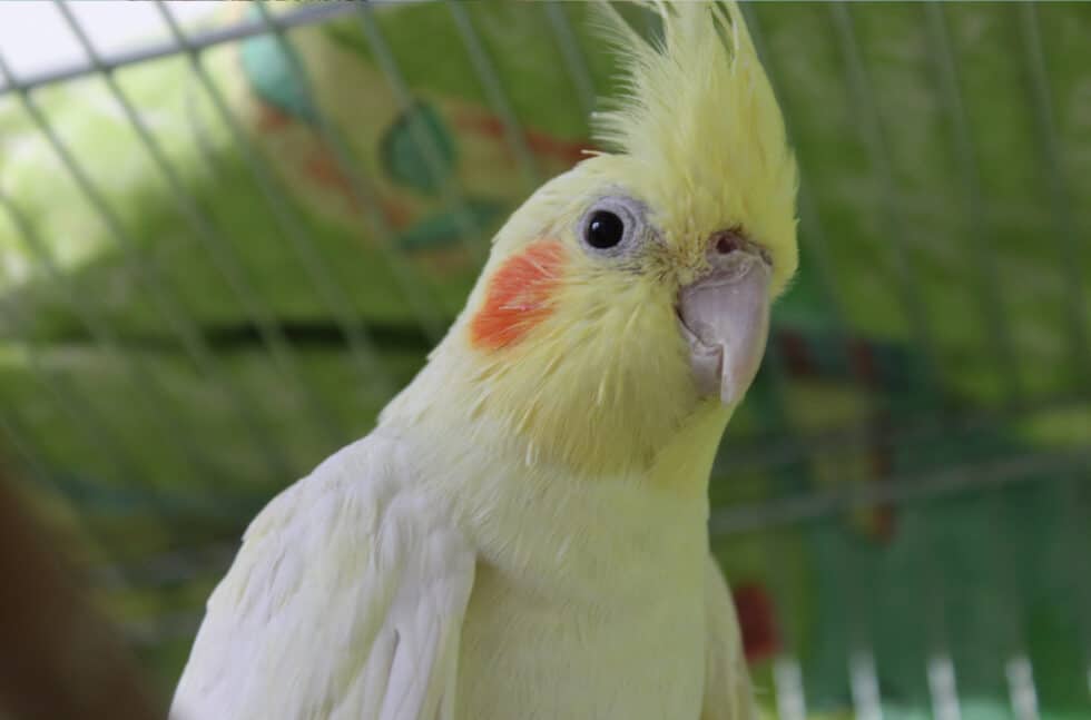 Cockatiel Parrots: A Guide to Care, Diet, and Health | ThePerruches.com